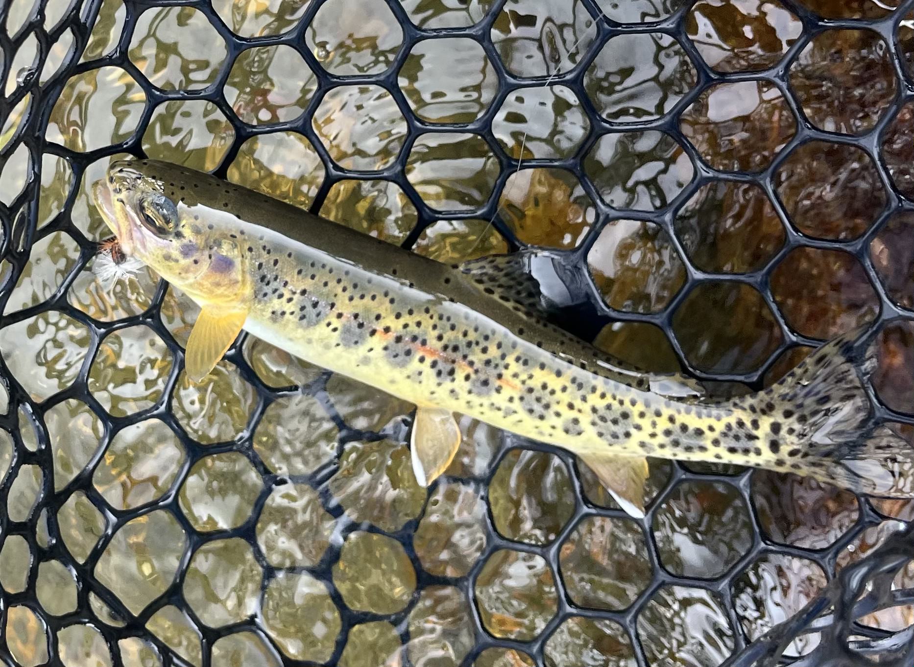 Proper Fish Handling | Crowley Fish Foundation